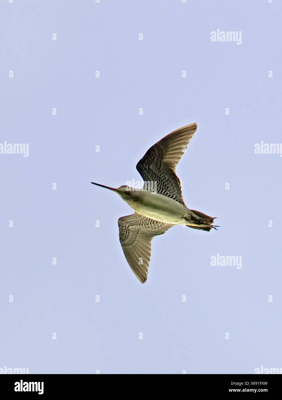 Snip hi-res stock photography and images - Alamy