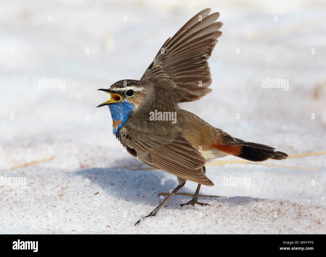 Bluethroat Norway Sinirinta Luscinia svecica Stock Photo - Alamy
