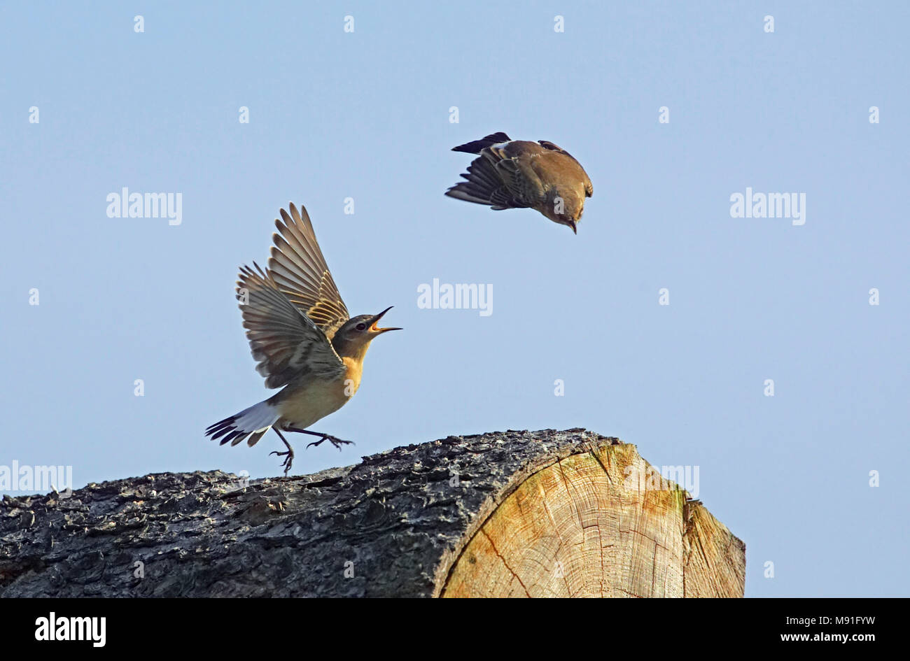 Northern wheatear flying hi-res stock photography and images - Alamy