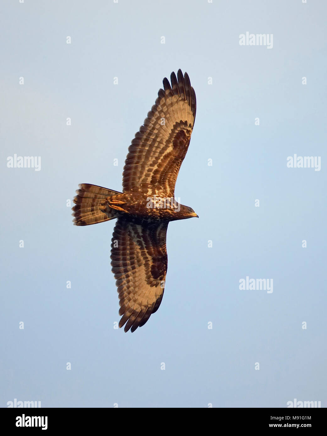 Wespendief, European Honey Buzzard, Pernis apivorus Stock Photo - Alamy