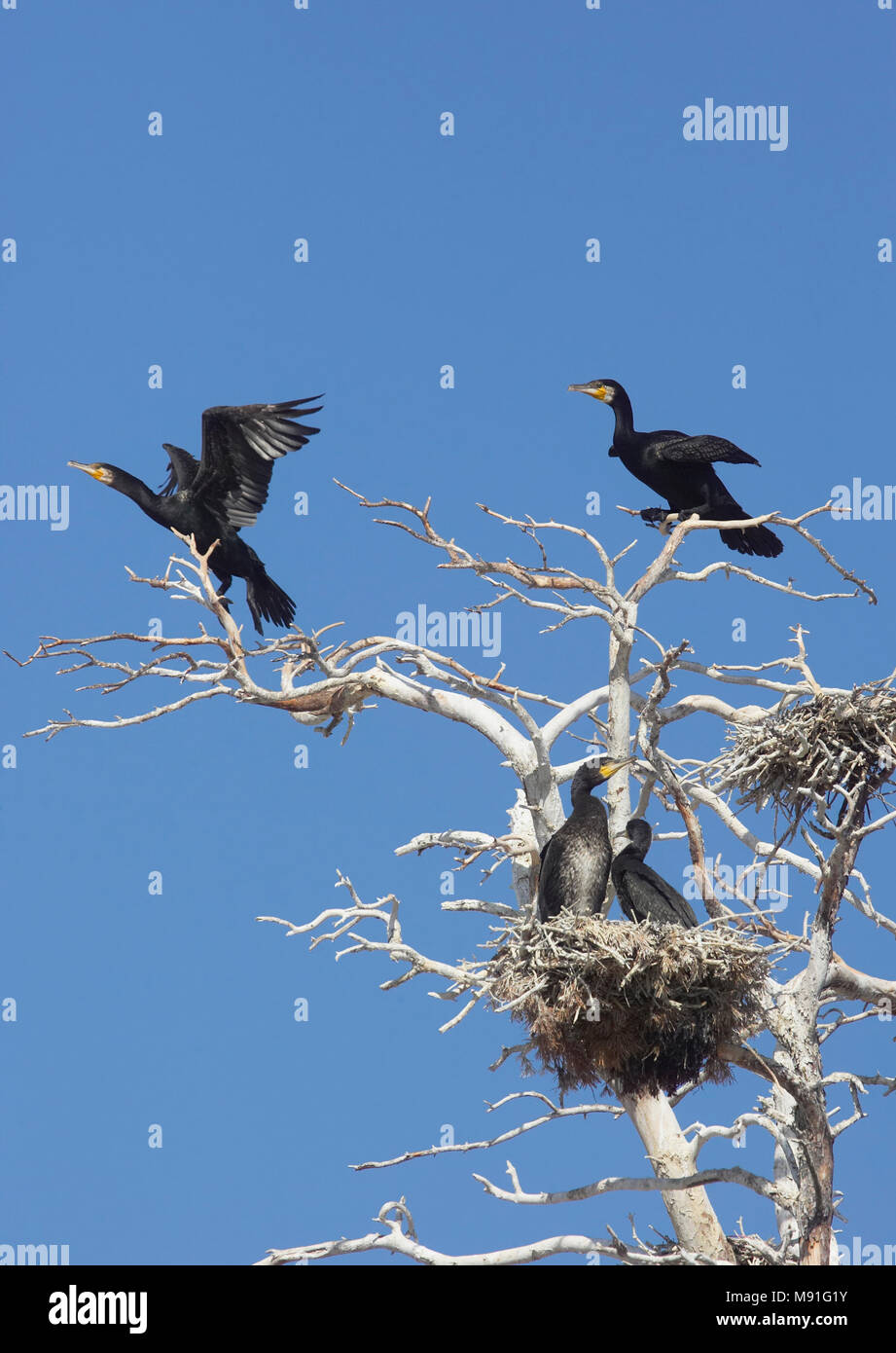 Cormorant Finland July Merimetso Kirkkonummi 26.7. 2007 Phalacrocorax ...