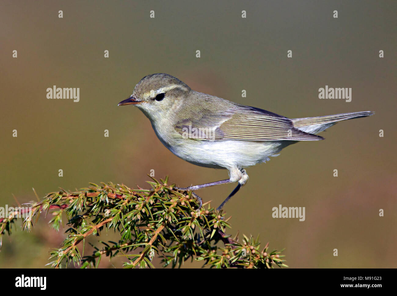 Grauwe fitis hi-res stock photography and images - Alamy