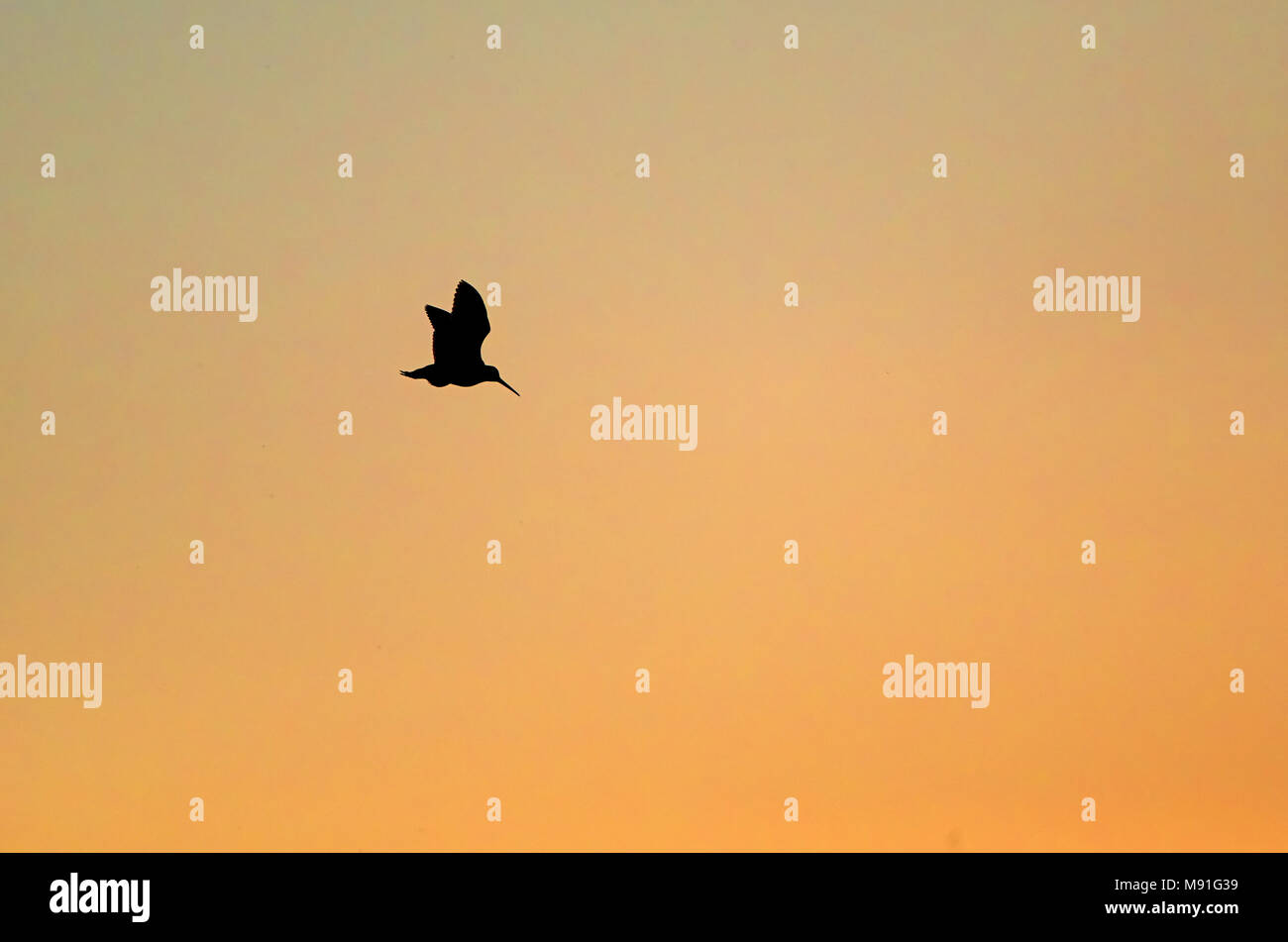 Woodcock in flight hi-res stock photography and images - Alamy