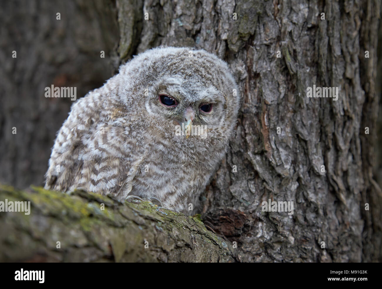 Aluco hi-res stock photography and images - Alamy