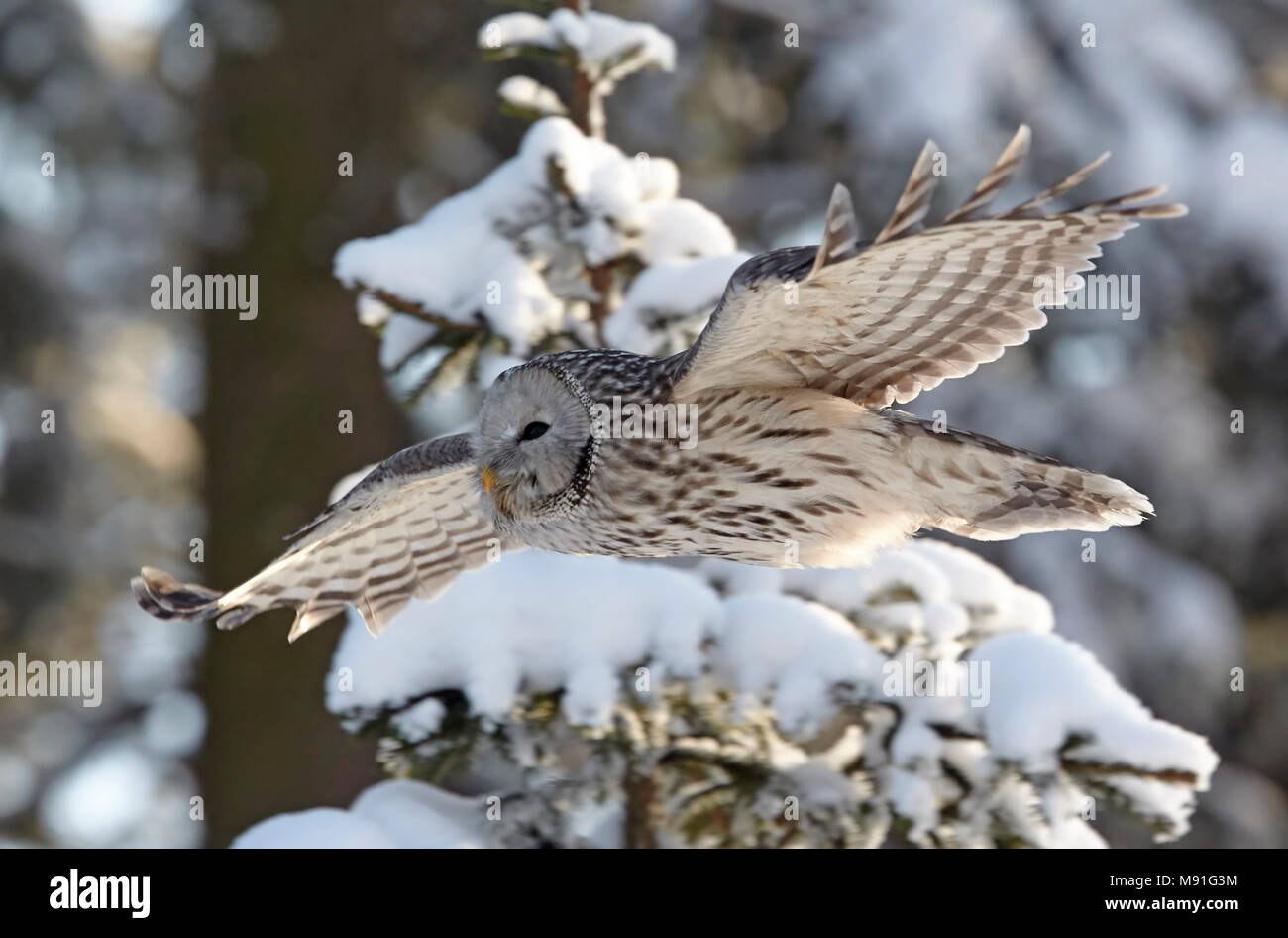 Ural finland hi-res stock photography and images - Alamy