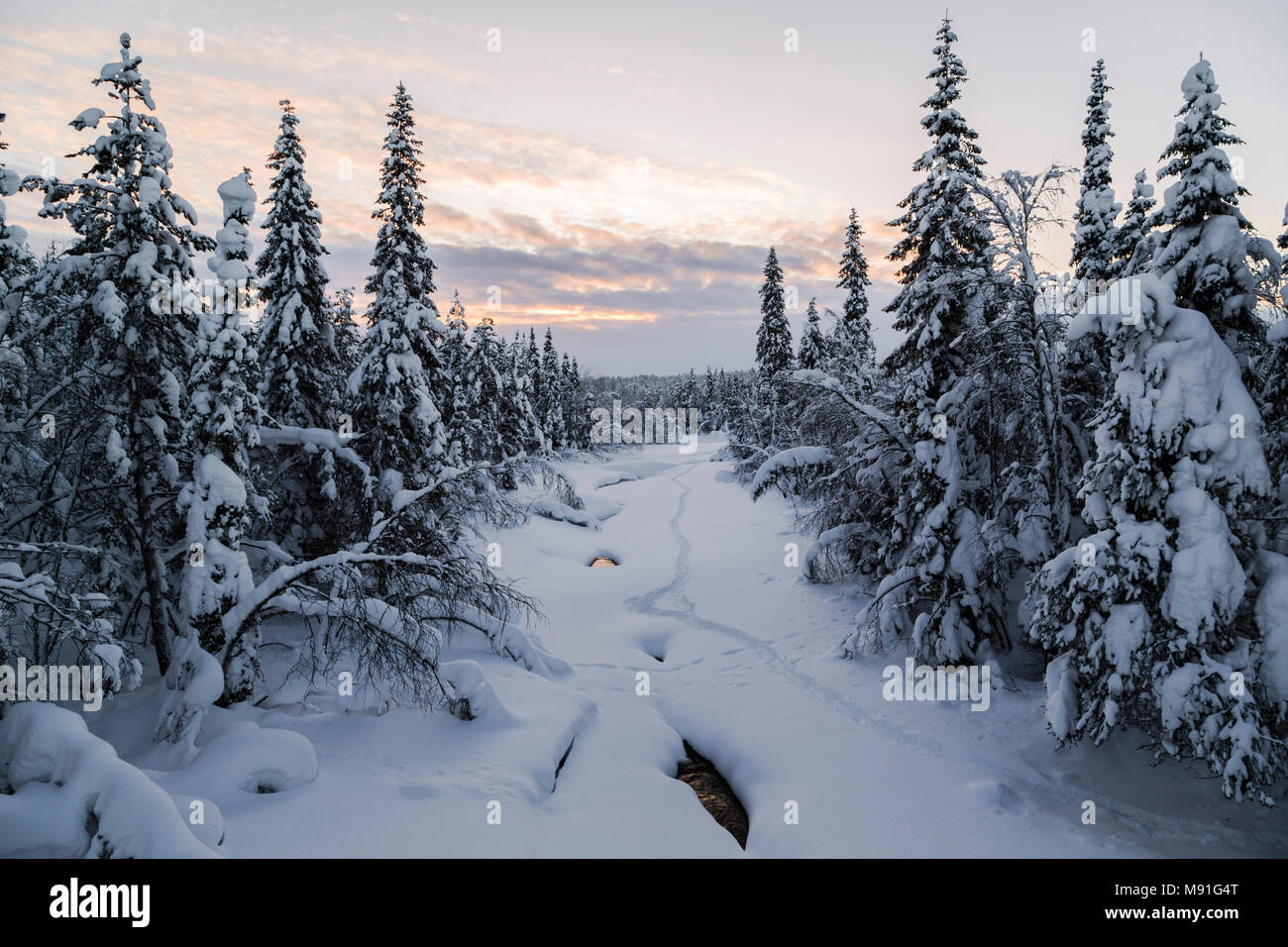 Snowy Swedish Forest