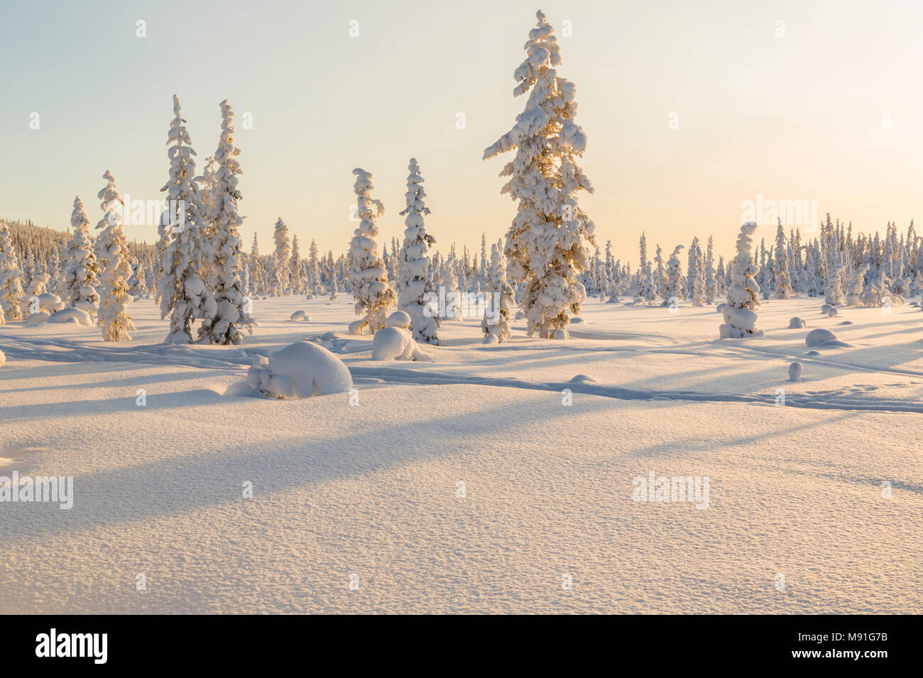 Winter landscape in clear blue sky with snowy trees, Gällivare county ...