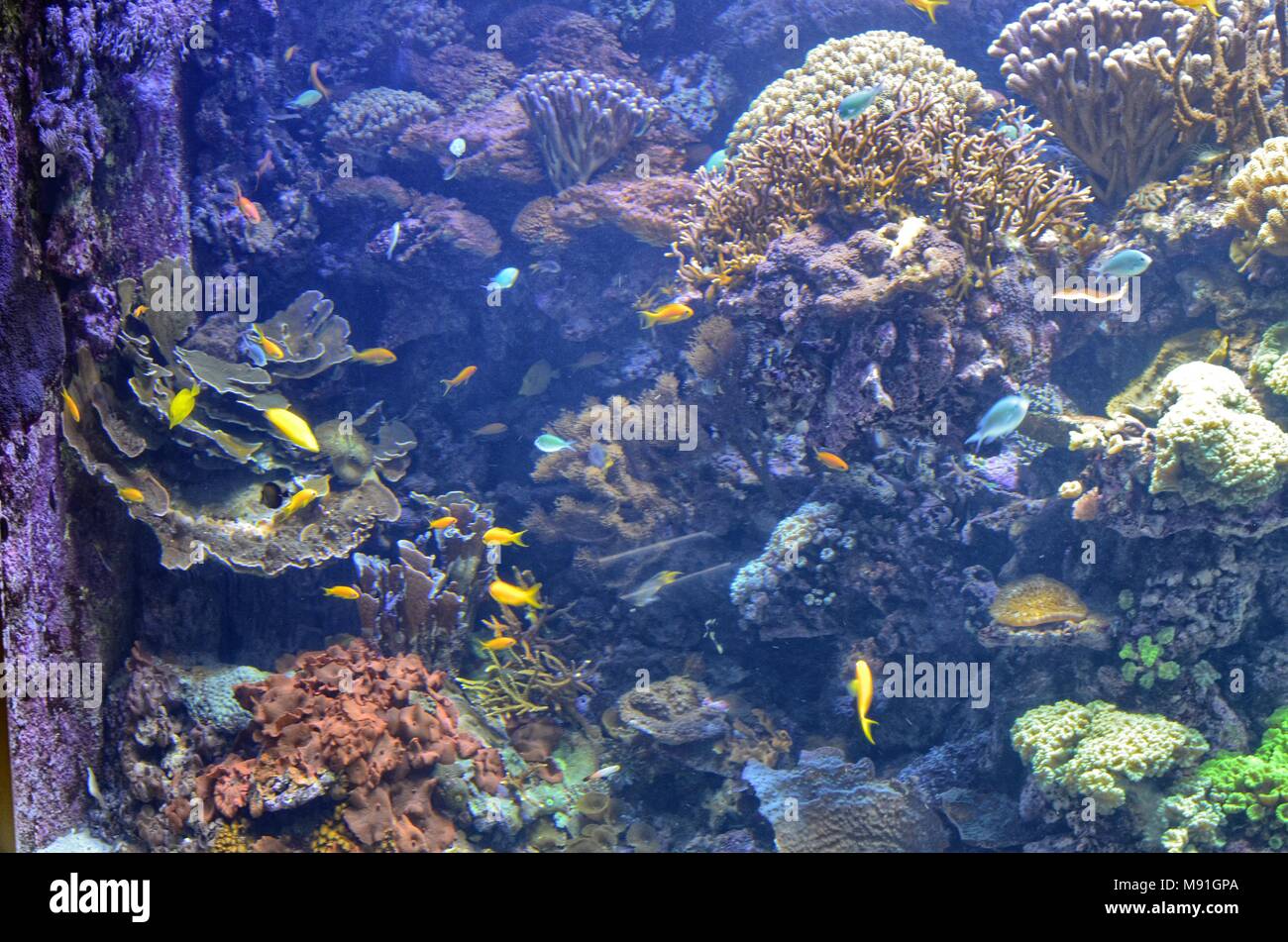 Tropical aquarium full of colorful fish Stock Photo - Alamy