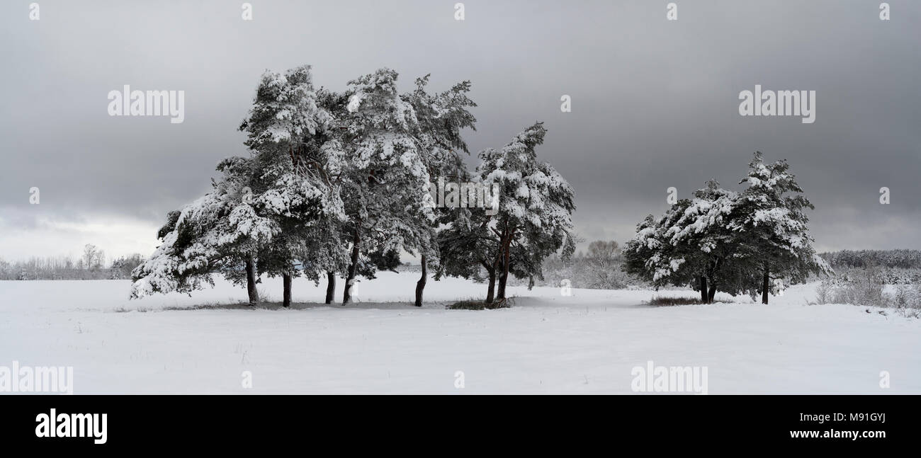 Snow field pine trees hi-res stock photography and images - Alamy