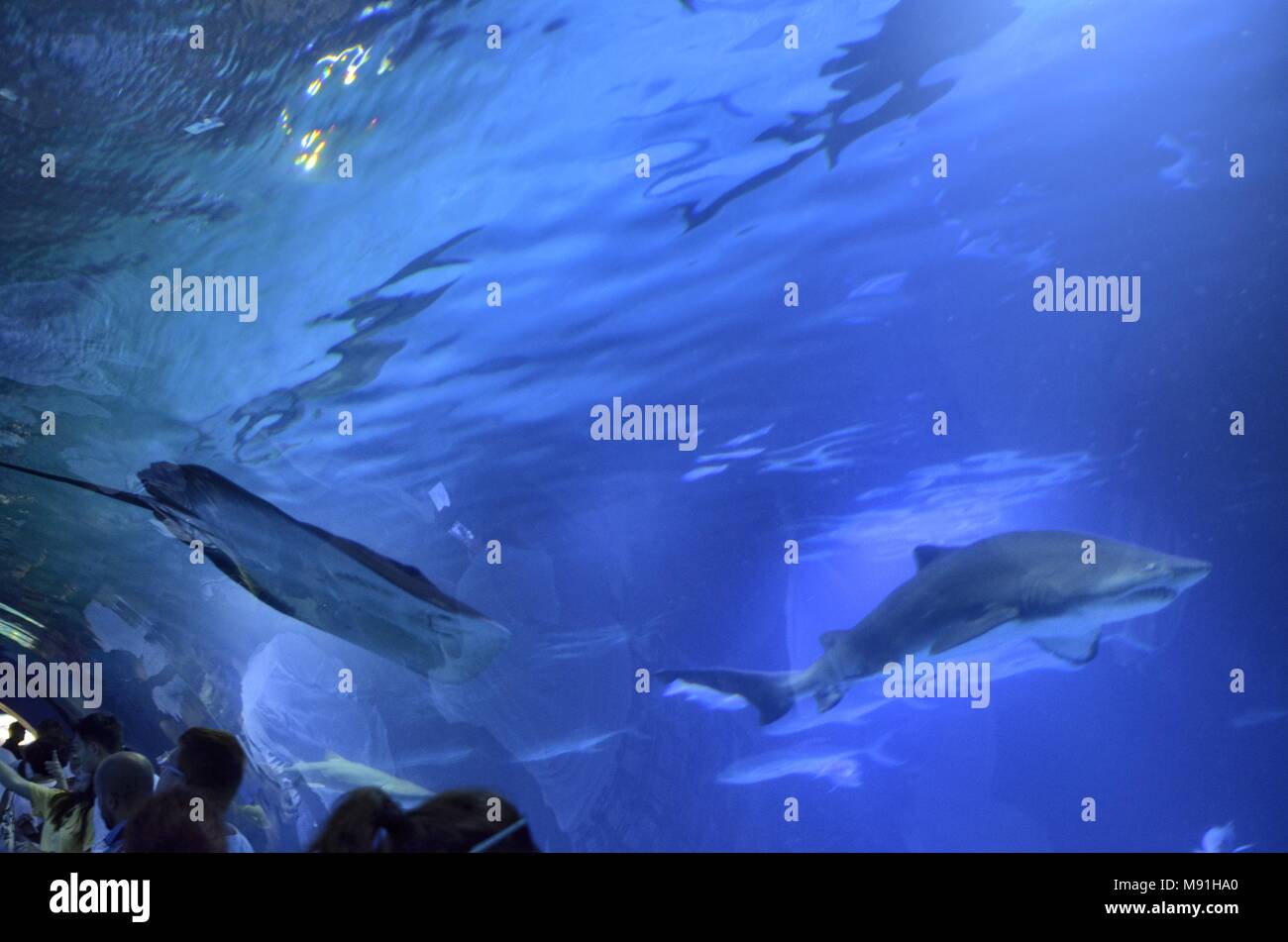 Rajiformes hi-res stock photography and images - Alamy