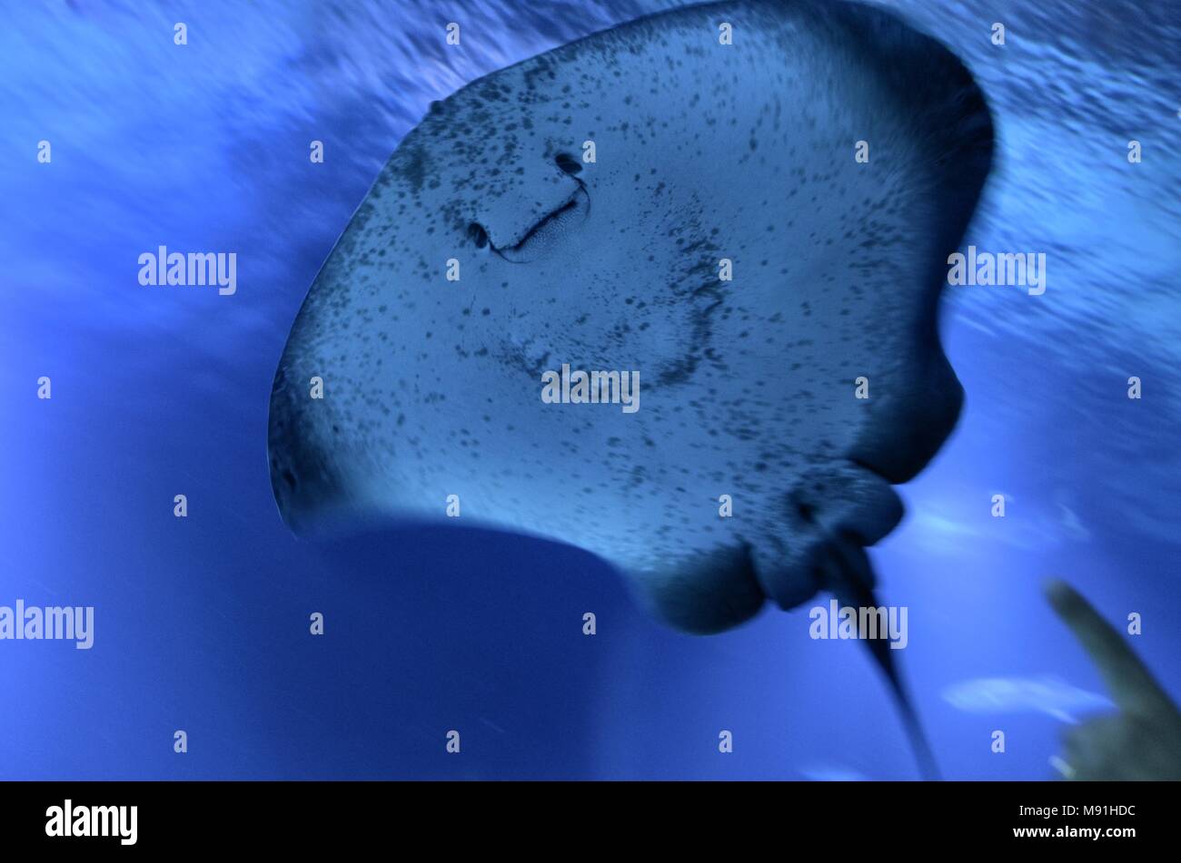 Rajiformes hi-res stock photography and images - Alamy