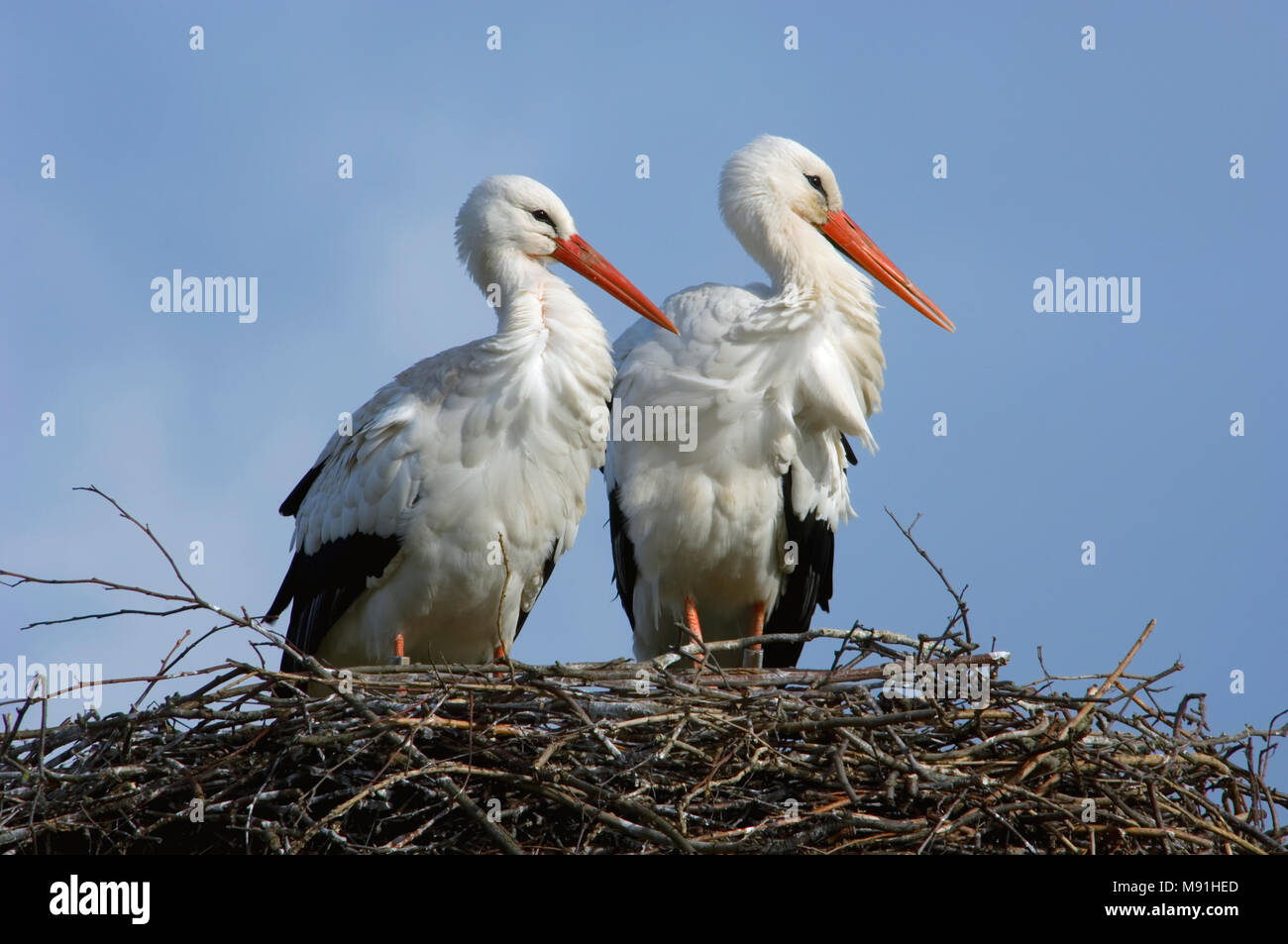 White Stork a pair on nest Netherlands; Ooievaar een paar op nest ...