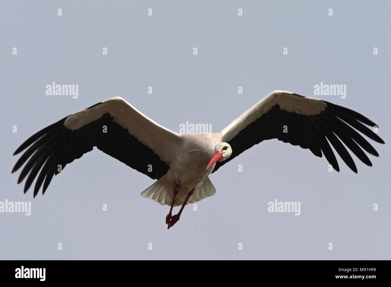 White Stork Netherlands Stock Photos & White Stork Netherlands Stock ...