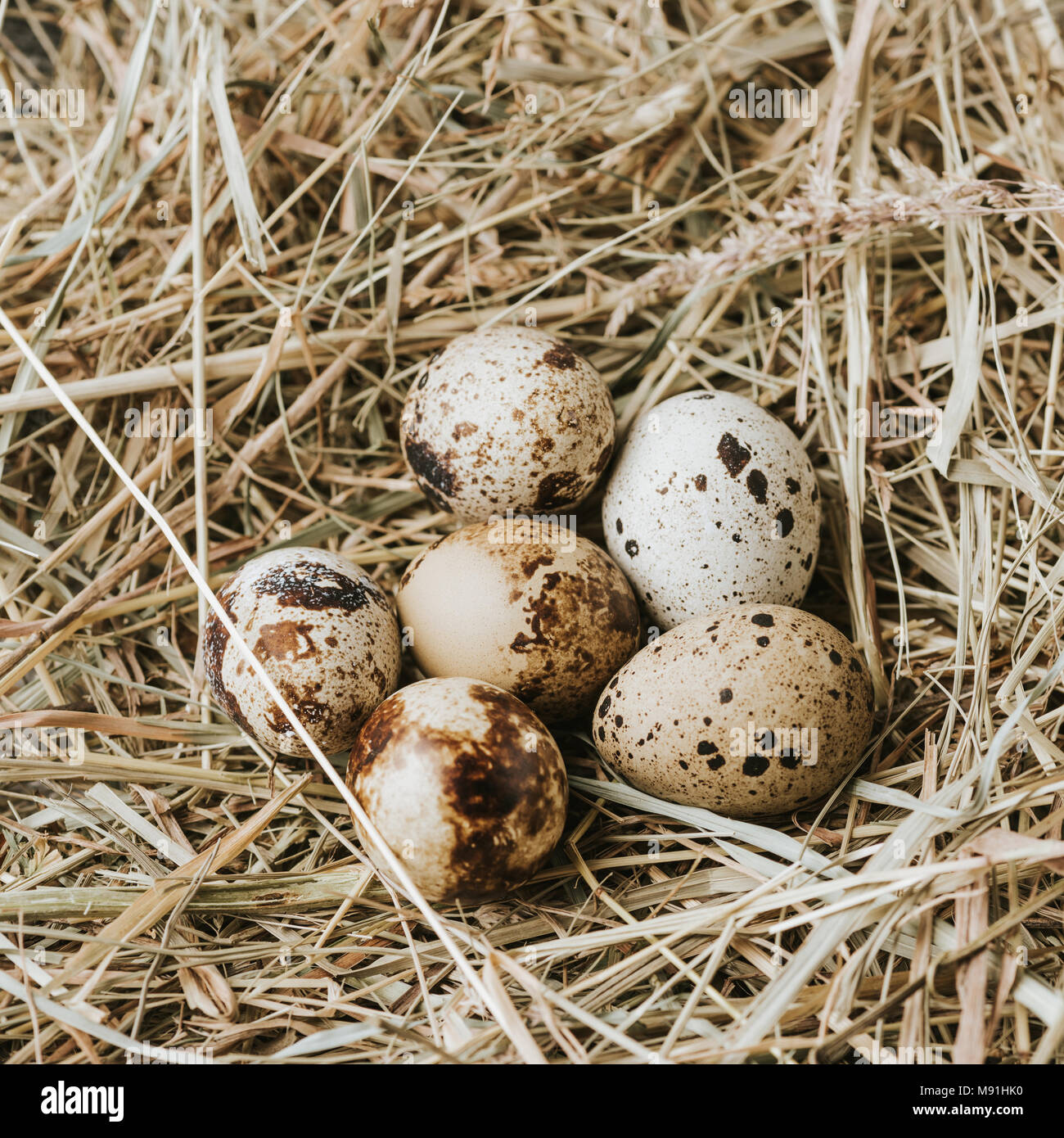 Laying quail hi-res stock photography and images - Alamy