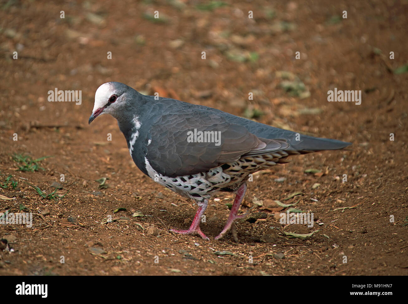 Foraging pigeon hi-res stock photography and images - Alamy
