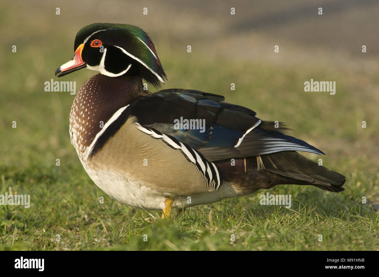 Carolina eend hi-res stock photography and images - Alamy