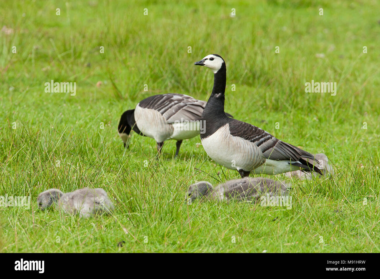 Brandgans met jongen, Barnacle Goose with young Stock Photo - Alamy