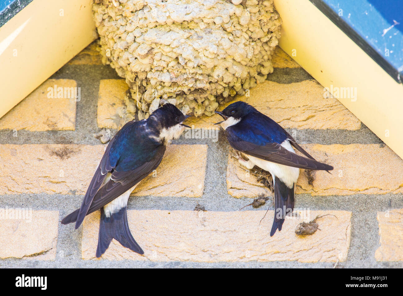 Huiszwaluw; Common House Martin Stock Photo - Alamy