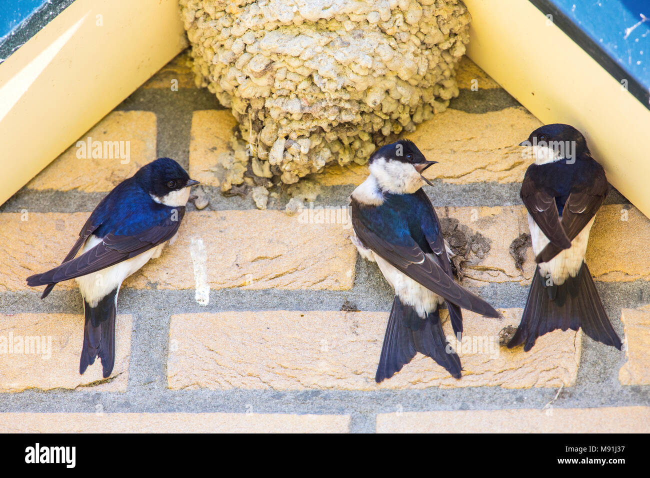 Huiszwaluw; Common House Martin Stock Photo - Alamy