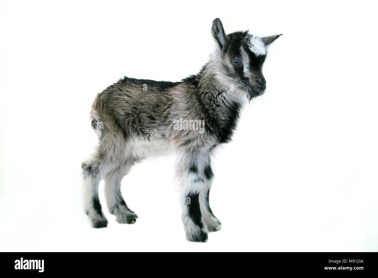 Little pretty goatling on a white background Stock Photo - Alamy