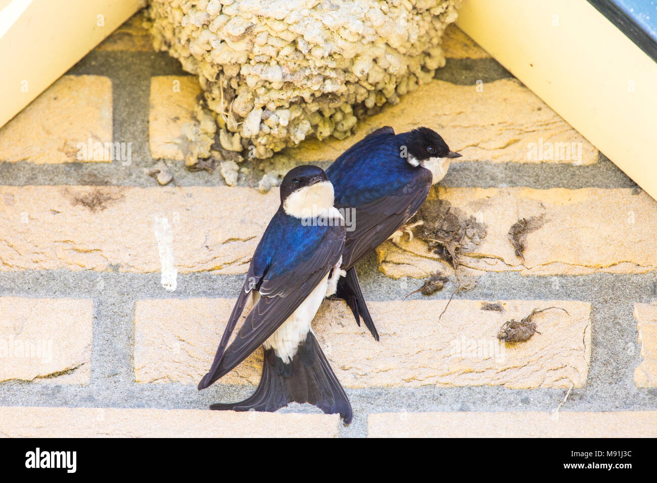 Huiszwaluw; Common House Martin Stock Photo - Alamy