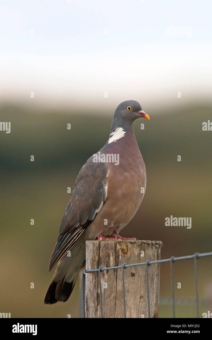 Houtduif op paal Nederland, Wood Pigeon on pole Netherlands Stock Photo ...