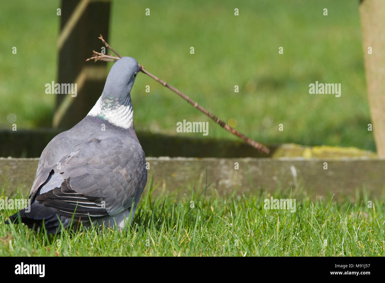 Wood pigeon nesting hi-res stock photography and images - Alamy