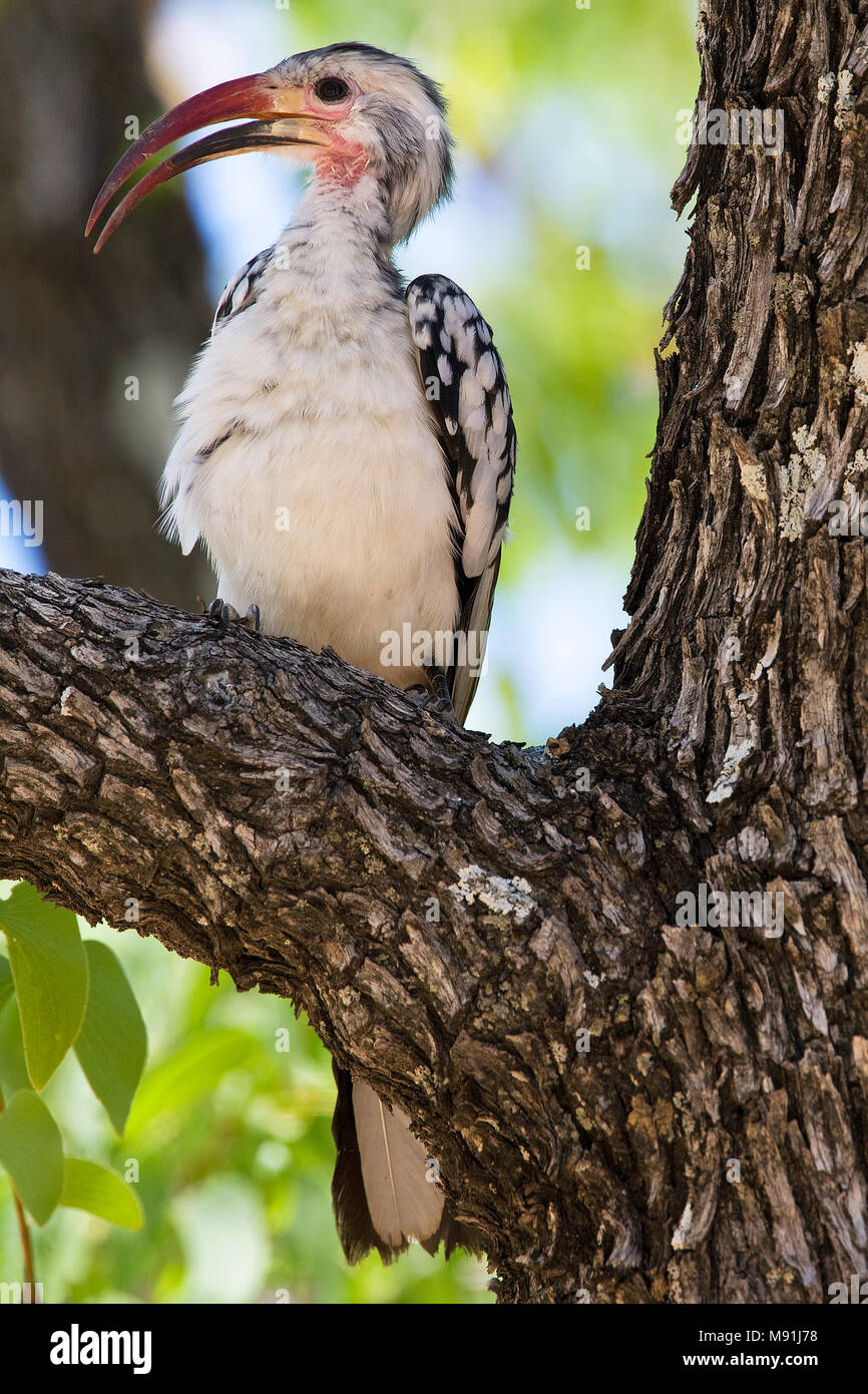 Damara hi-res stock photography and images - Alamy