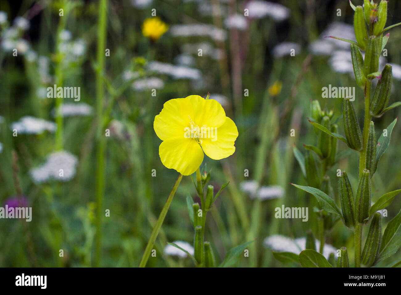Yellow flower Oenothera biennis (common evening-primrose, evening star ...