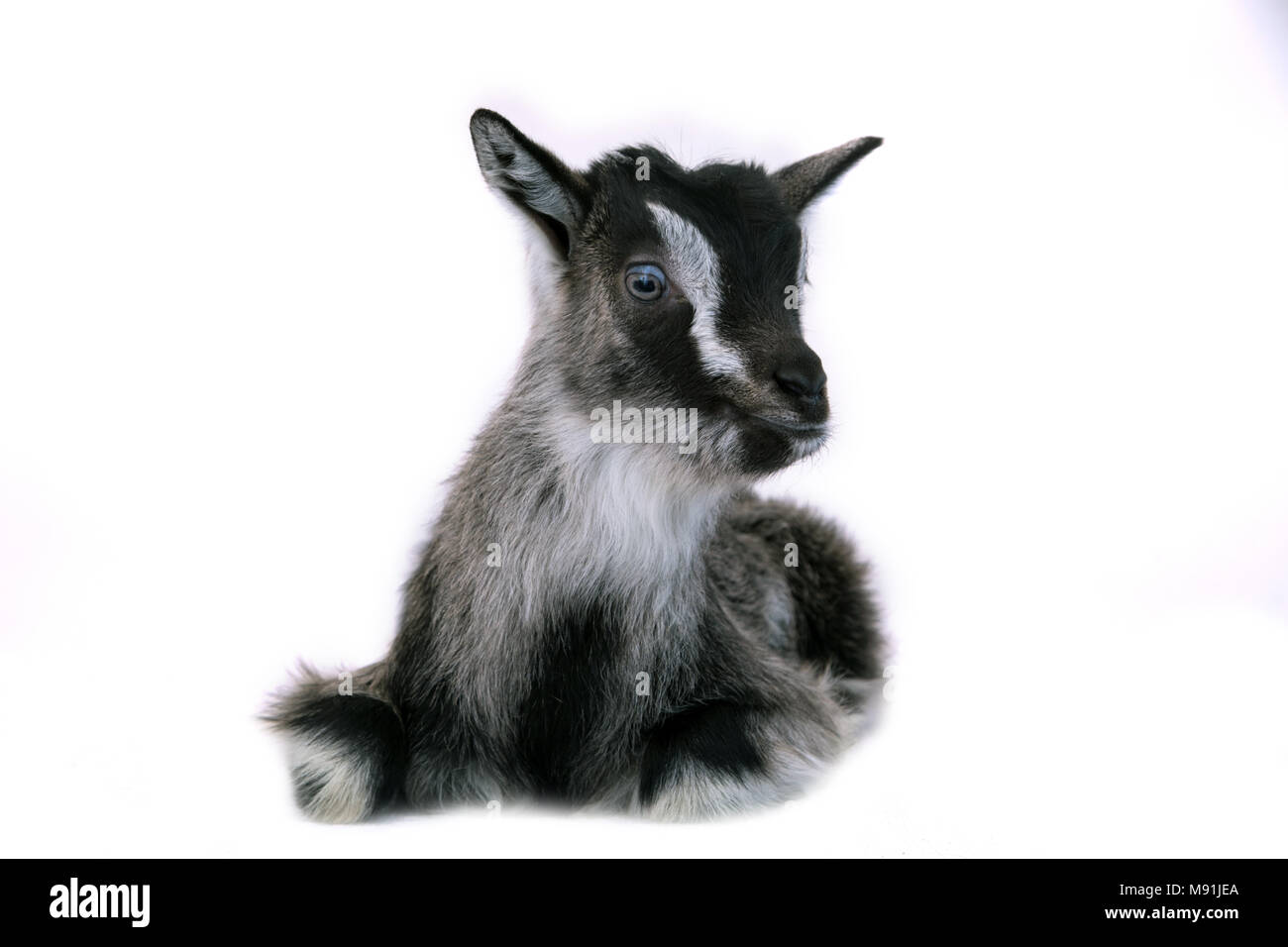 Little pretty goatling on a white background Stock Photo - Alamy