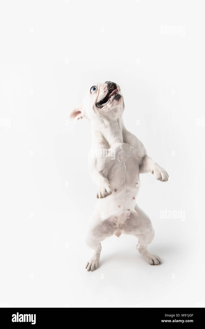 cute french bulldog standing on paws and looking up isolated on white ...