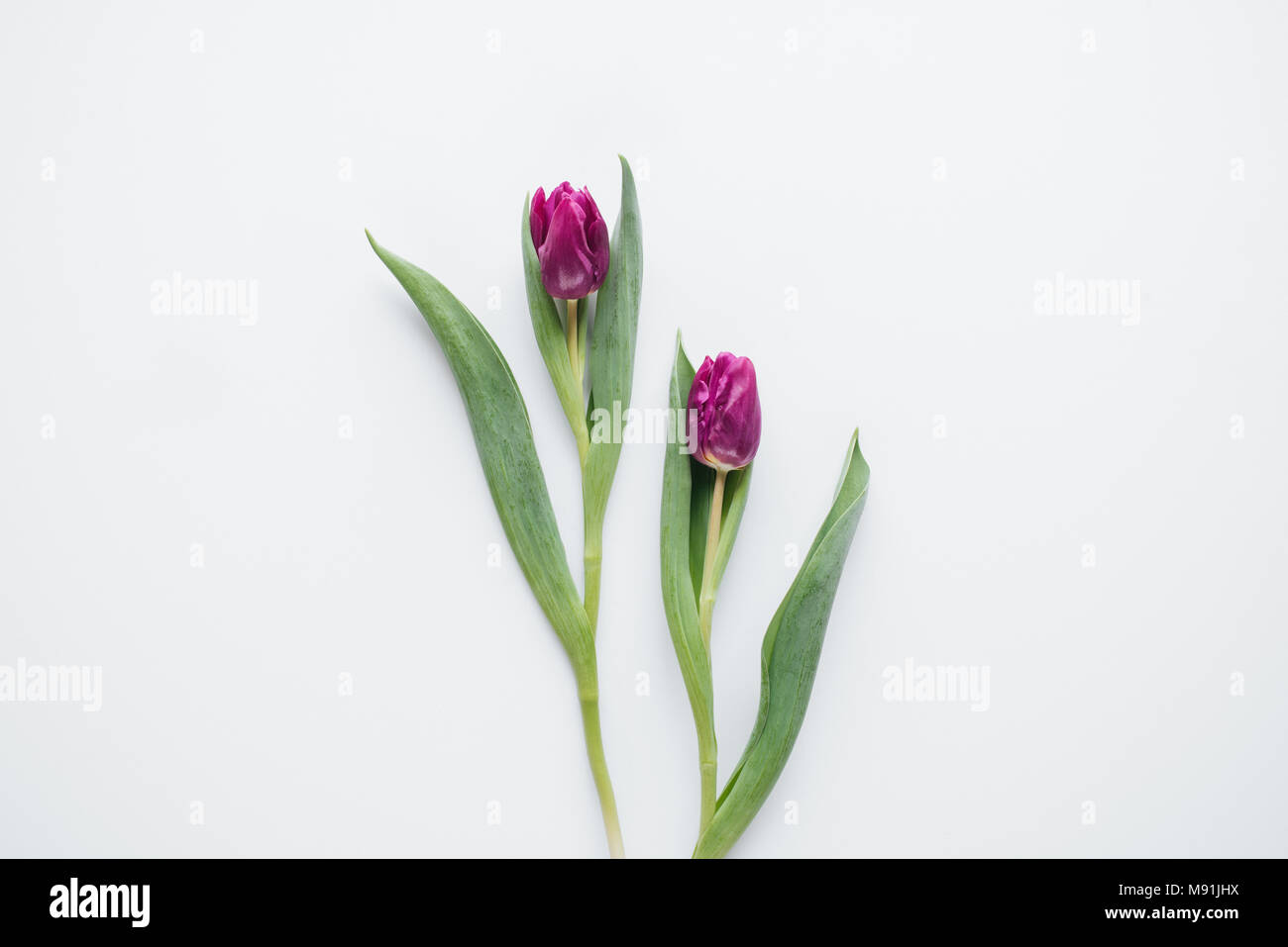 top view of two pink tulips, isolated on white Stock Photo - Alamy