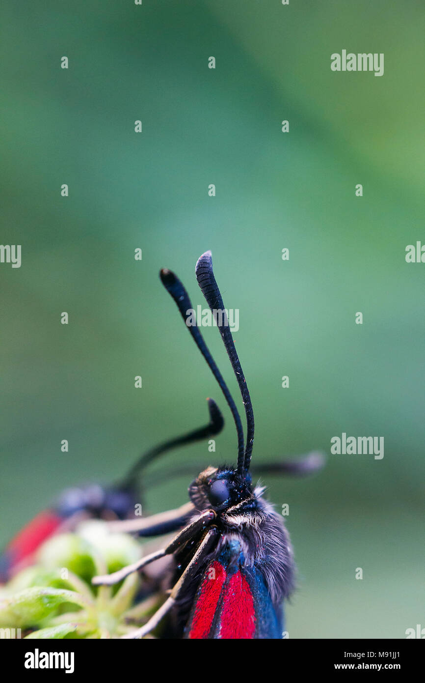Gray butterfly with red spots Six-spot burnet on plant. Zygaena ...