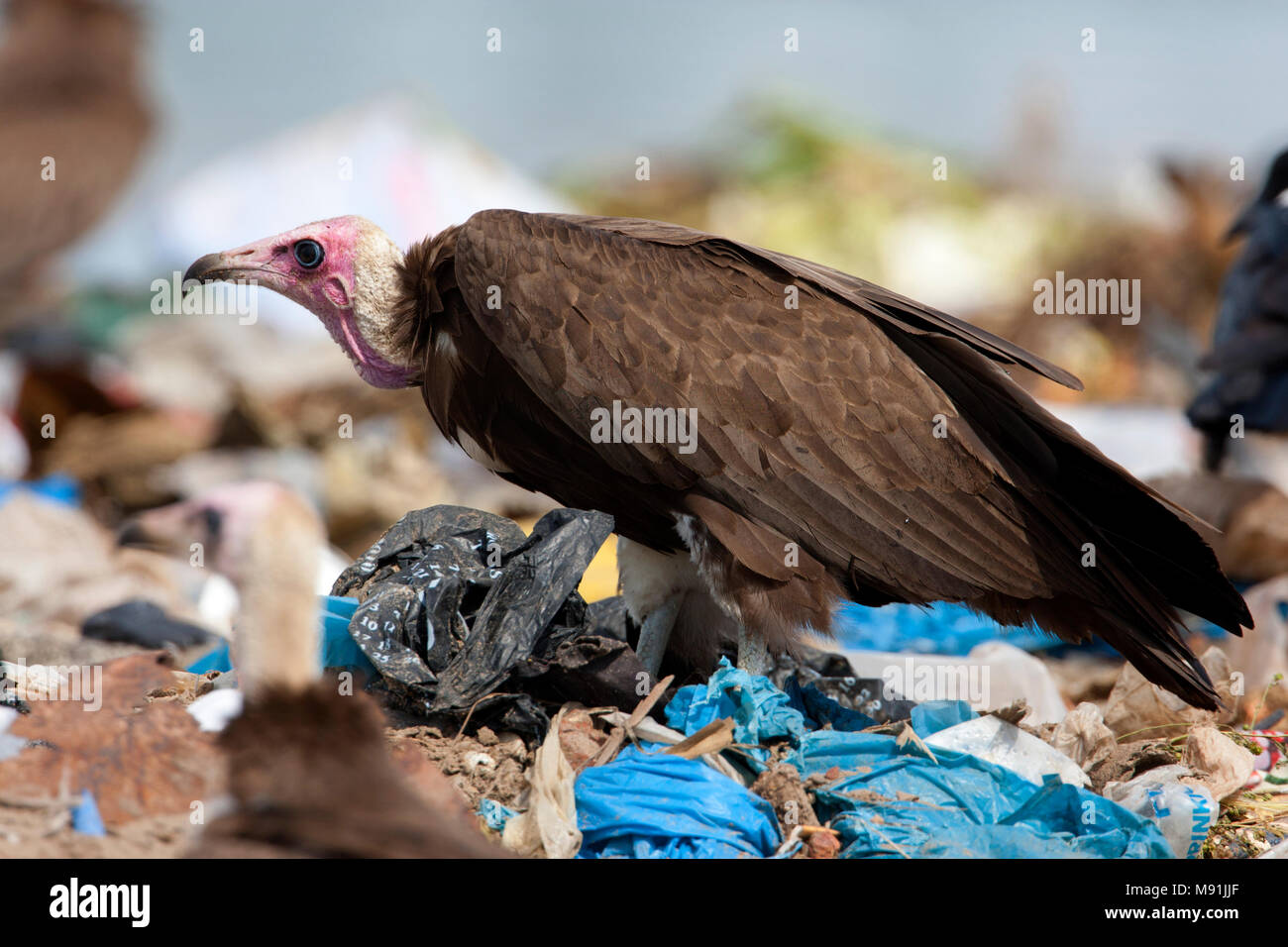 Vuilnis High Resolution Stock Photography and Images - Alamy