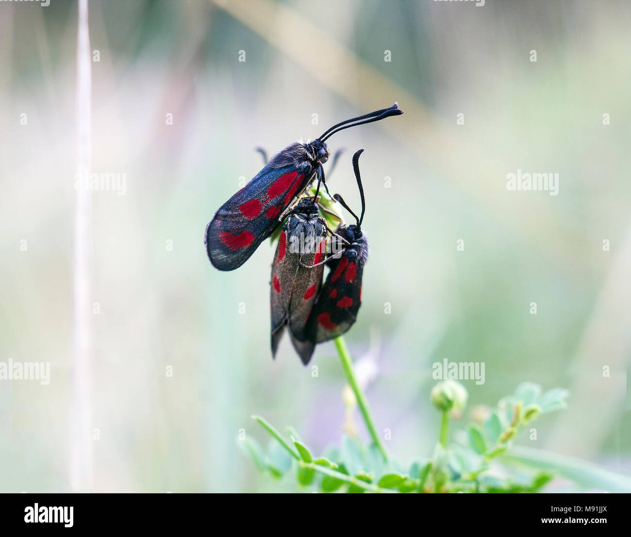 Zygaena trifolii mating hi-res stock photography and images - Alamy