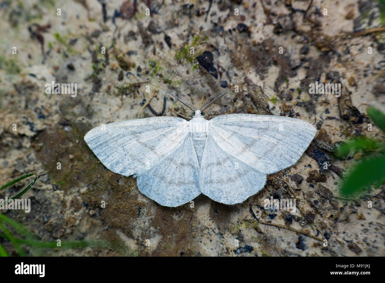 Laelia moth hi-res stock photography and images - Alamy