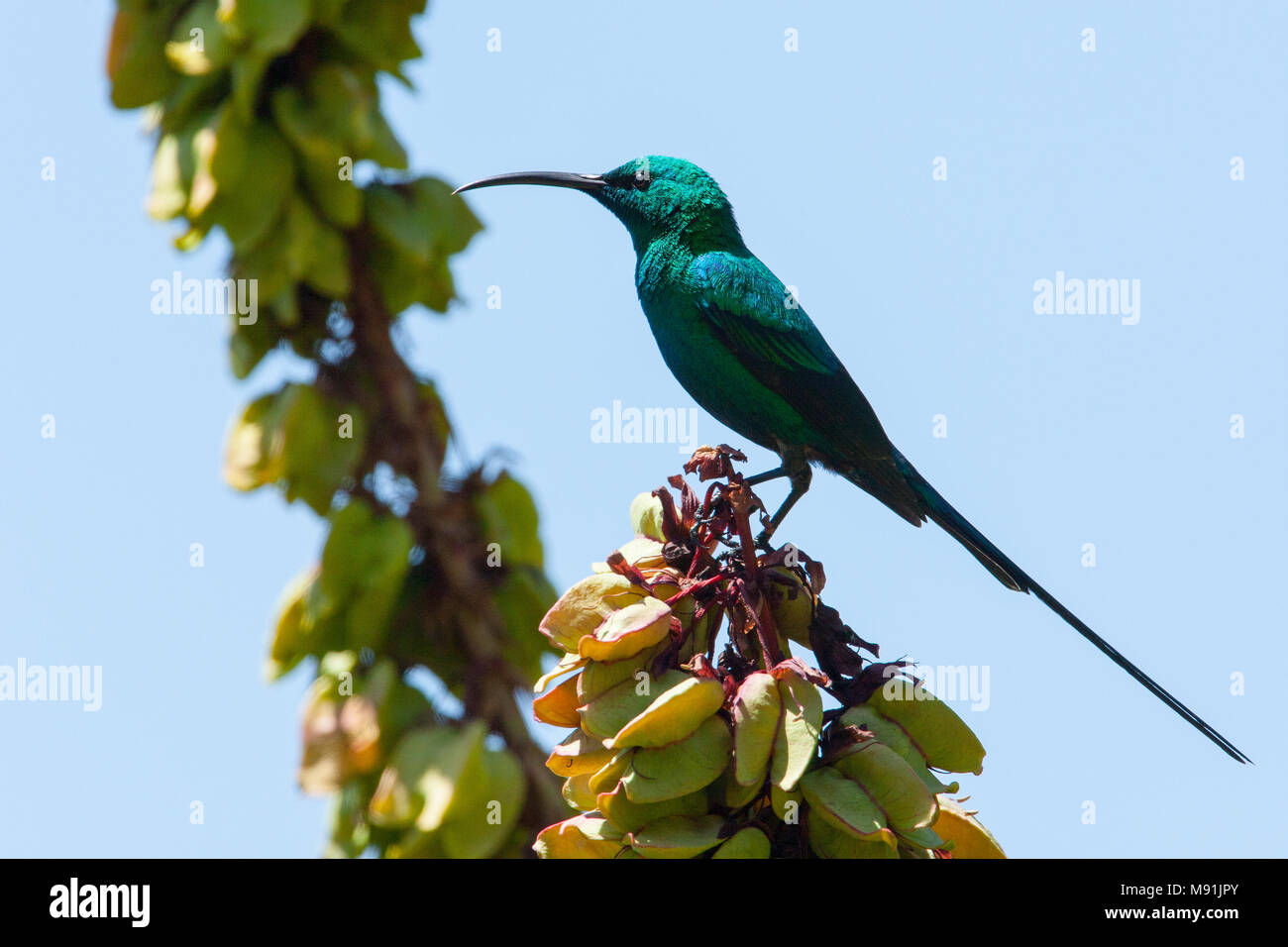 Malachite man hi-res stock photography and images - Alamy