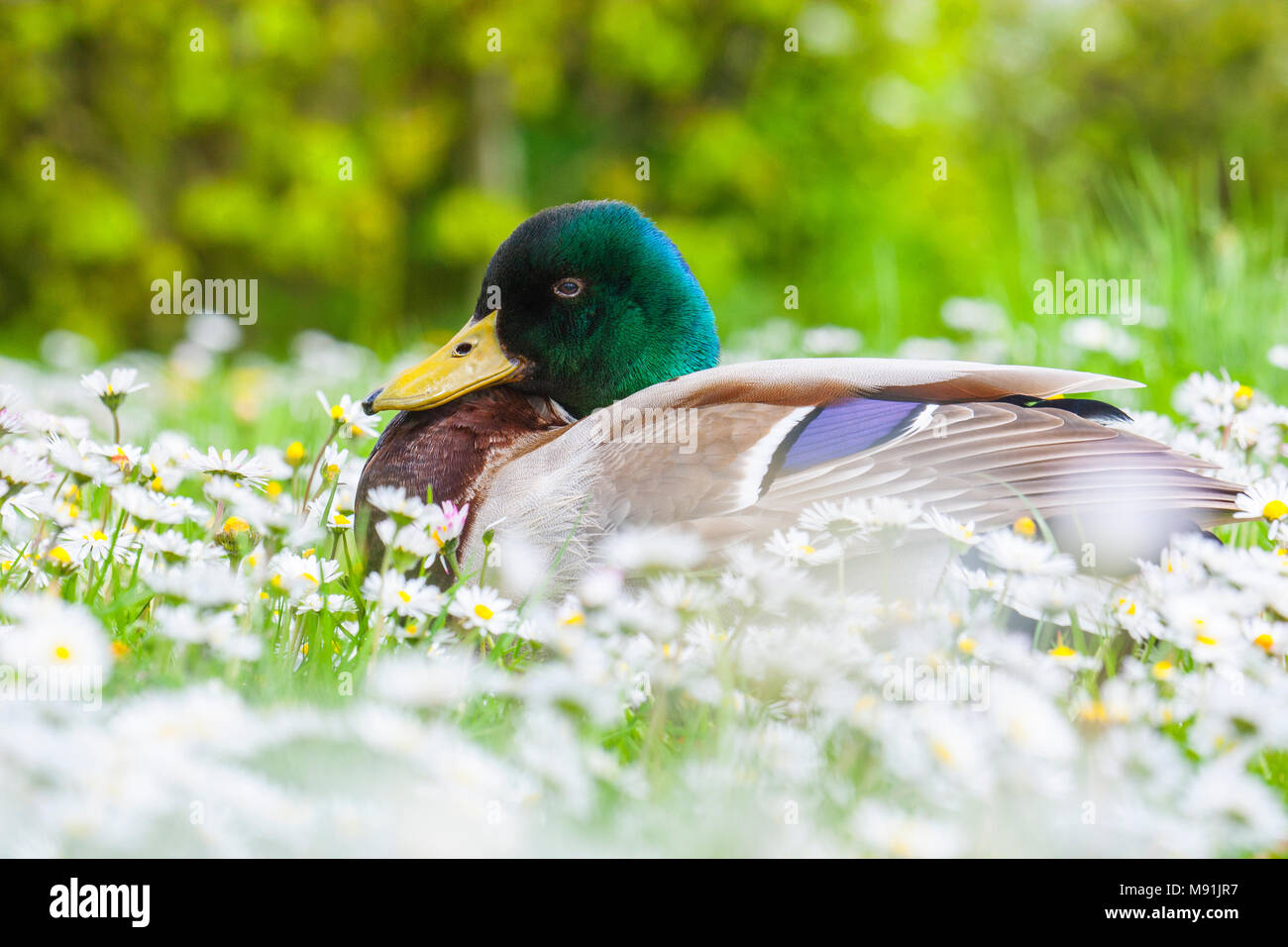 Mallerd hi-res stock photography and images - Alamy