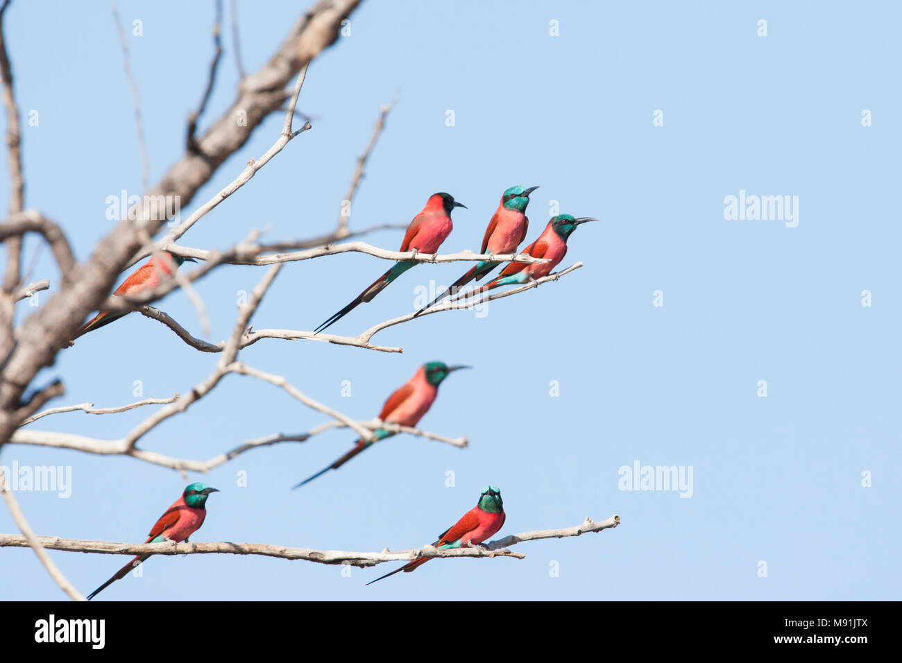 Kale boom hi-res stock photography and images - Alamy