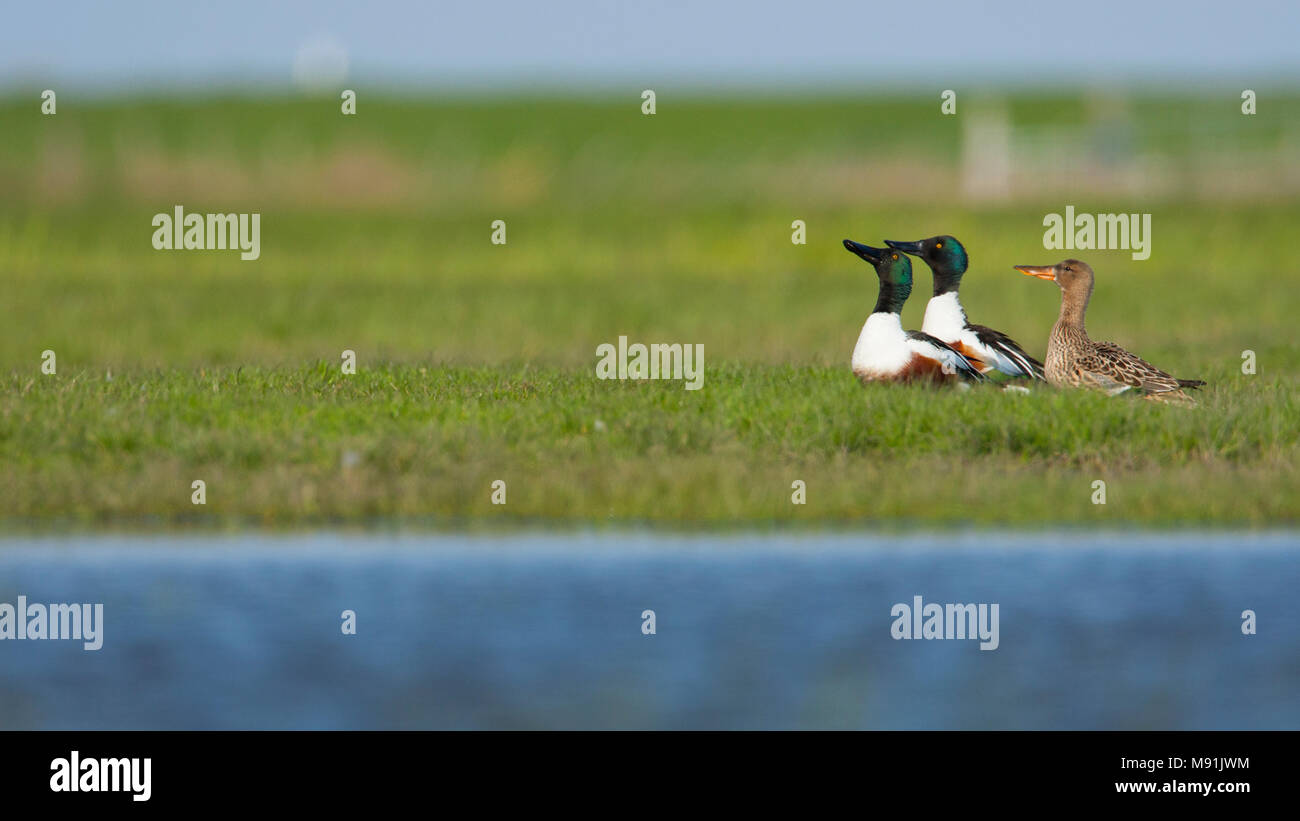 Slobeenden hi-res stock photography and images - Alamy