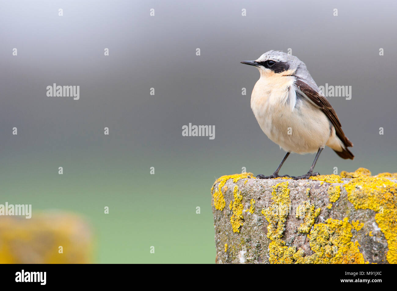 Korstmos High Resolution Stock Photography and Images - Alamy