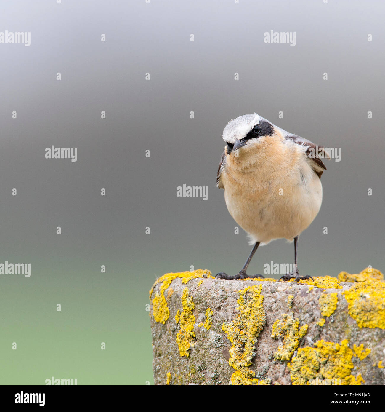 Korstmos High Resolution Stock Photography and Images - Alamy