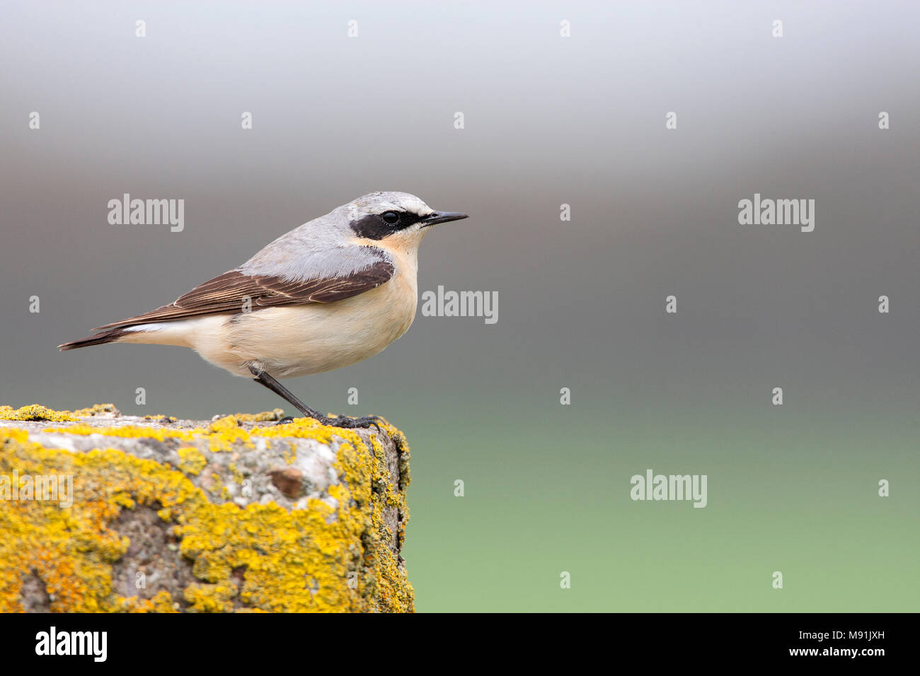 Korstmos High Resolution Stock Photography and Images - Alamy