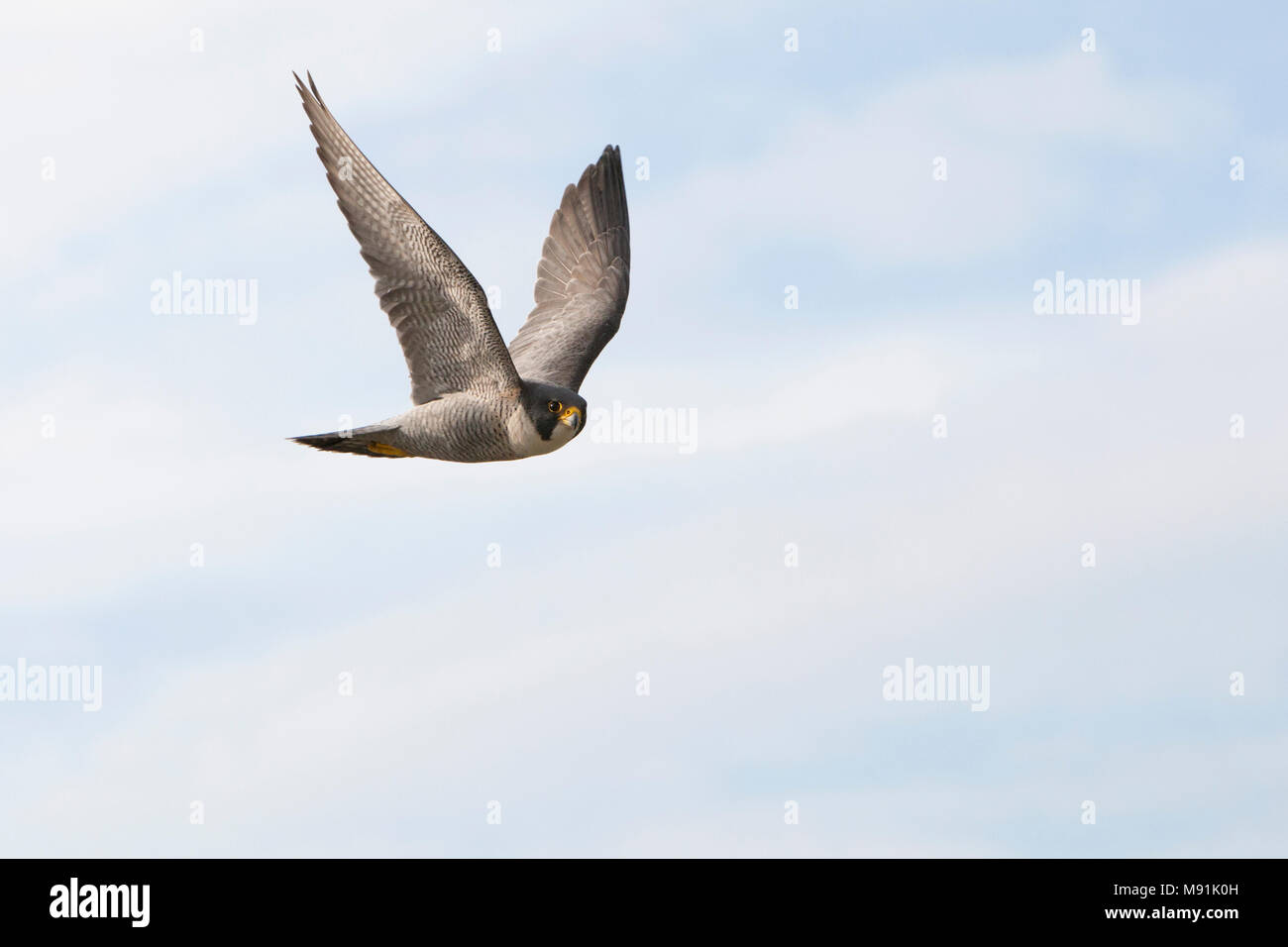 Slechtvalk in vlucht, Peregrine Falcon in flight Stock Photo - Alamy