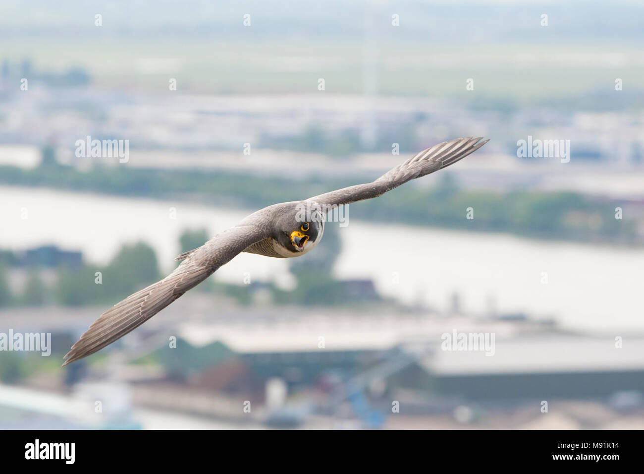 Peregrine Falcon flying over Amsterdam Stock Photo - Alamy