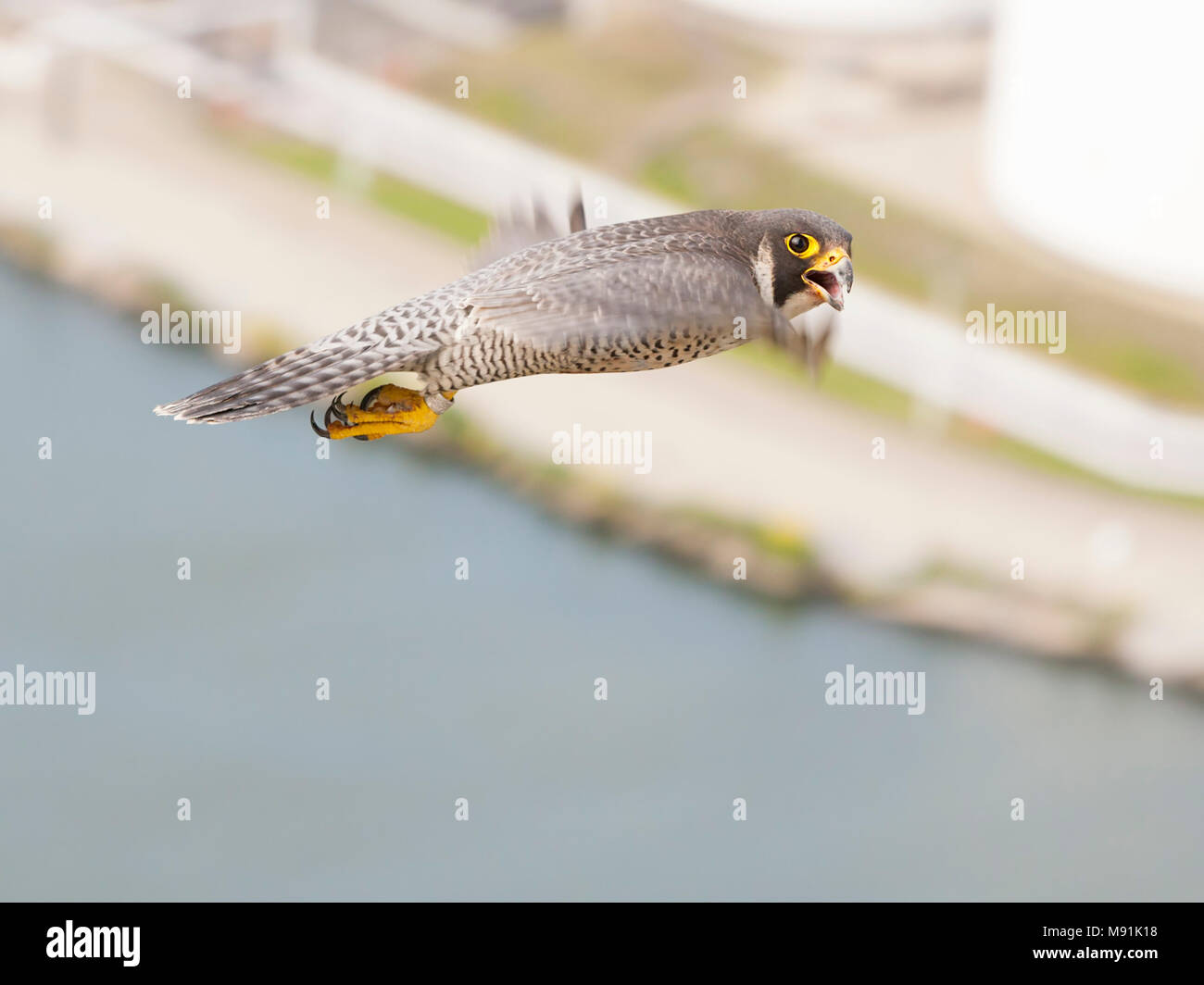 Slechtvalk in vlucht boven stad, Peregrine Falcon in flight above city ...