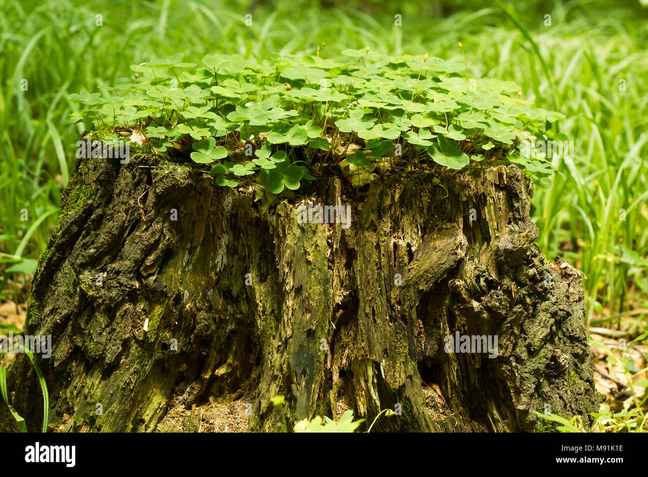 Common wood sorrel growing on old stump in forest. Old tree stump is ...