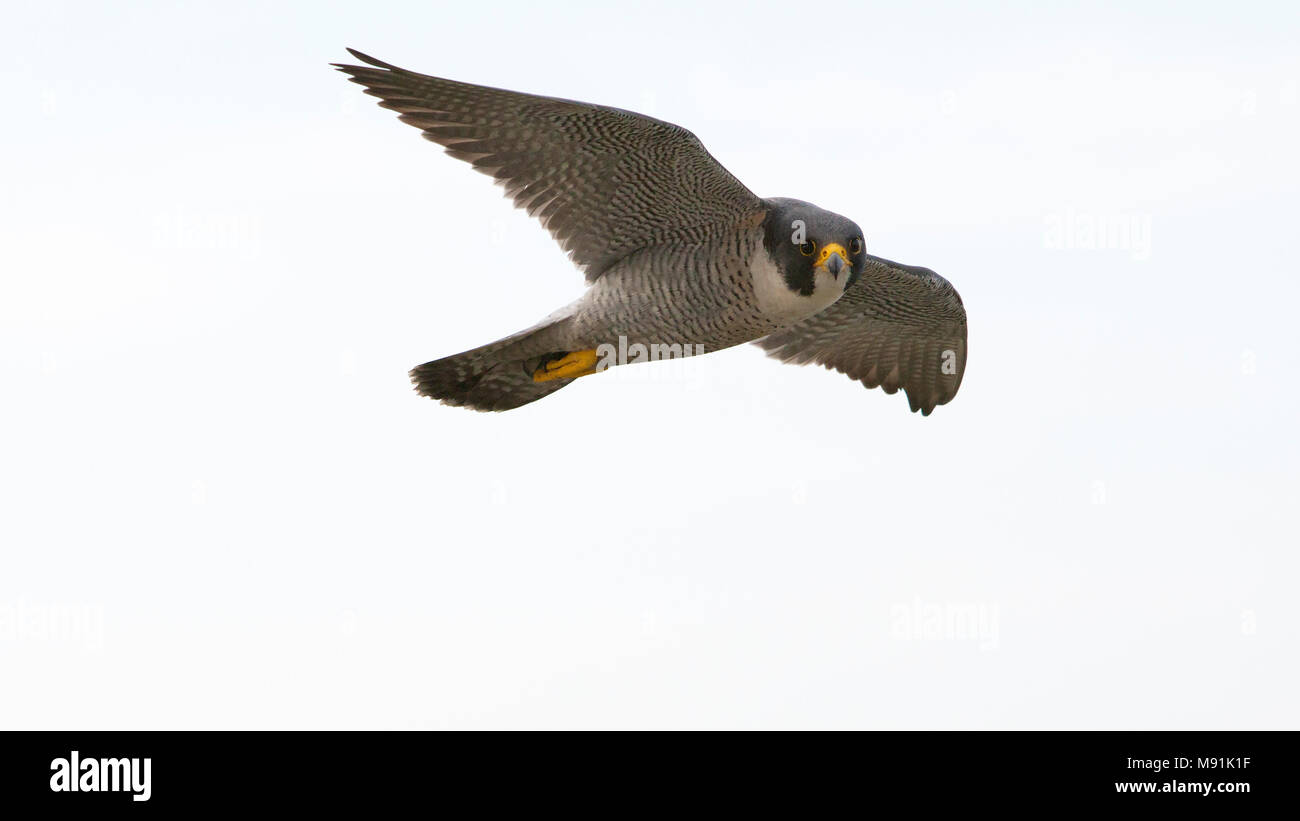 Slechtvalk in vlucht, Peregrine Falcon in flight Stock Photo - Alamy