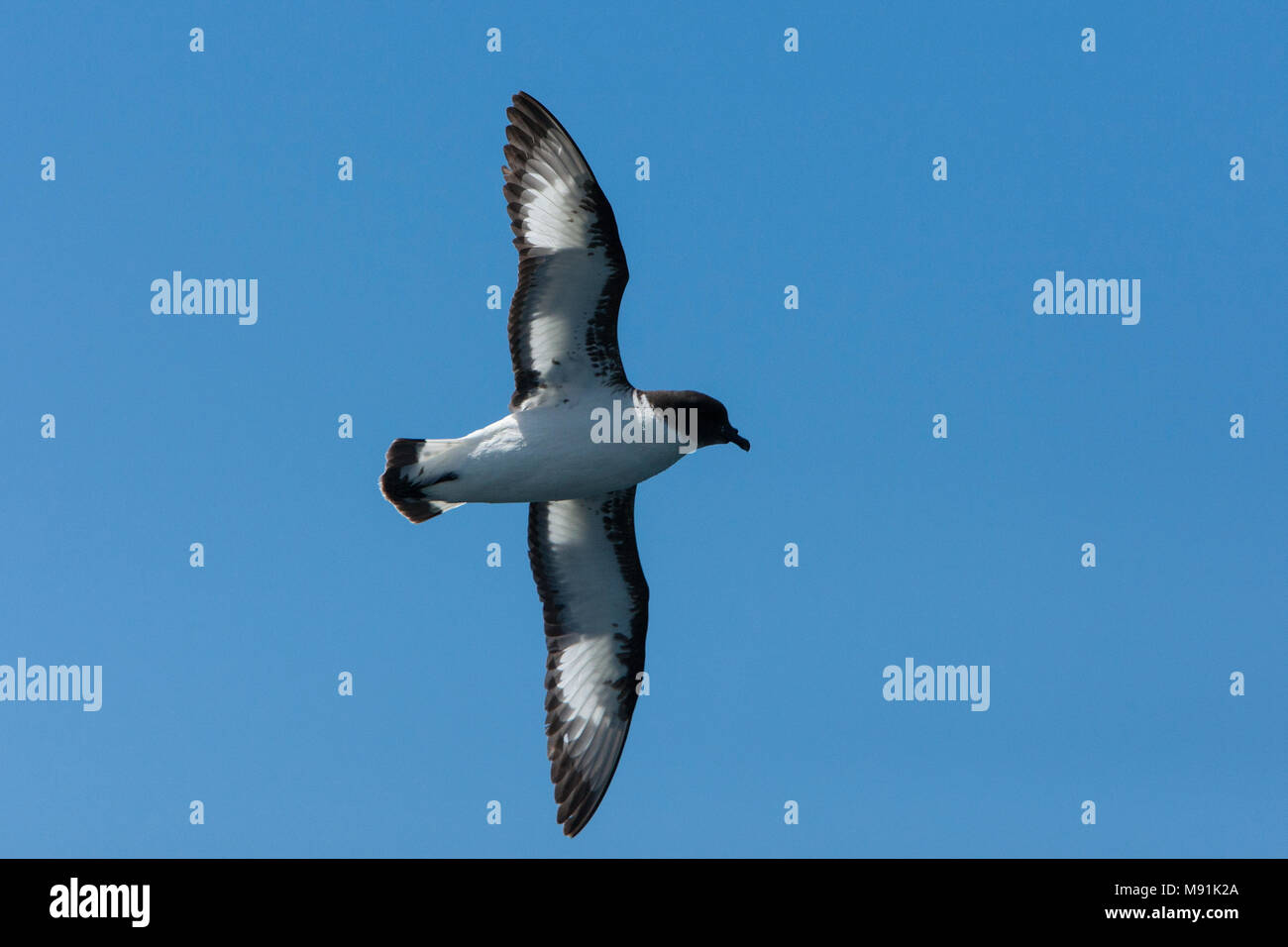 Petrel in flight hi-res stock photography and images - Alamy