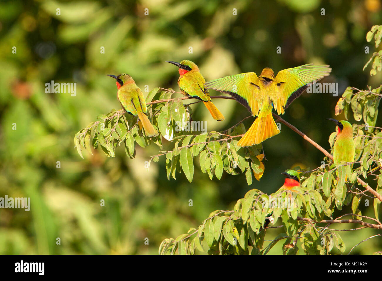 Bee eaters of africa hi-res stock photography and images - Alamy